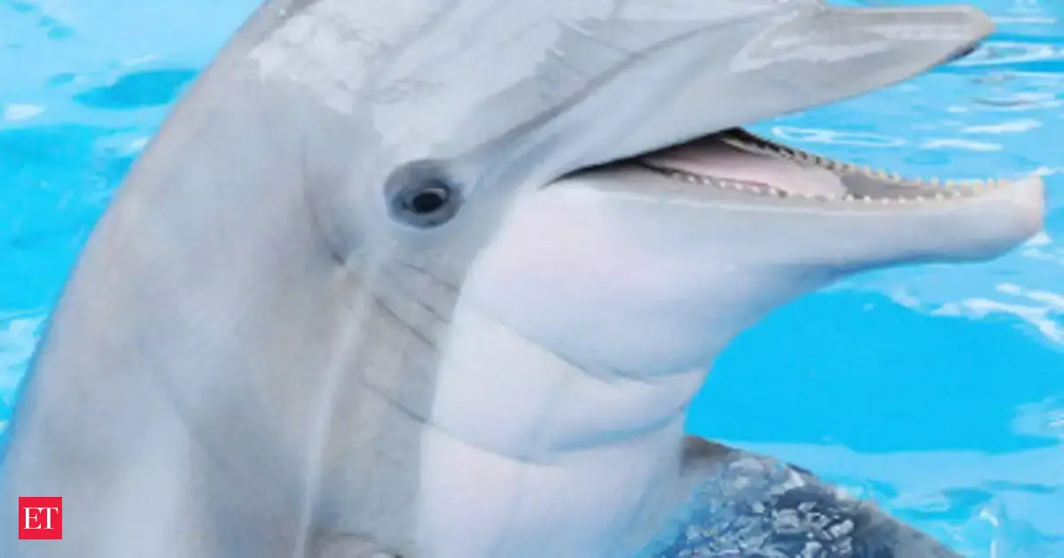 Dolphins have longest social memories among non-humans: Scientists ...