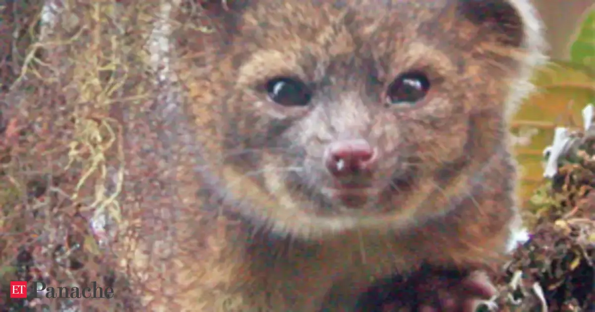 Why is Olinguito in news - The Economic Times