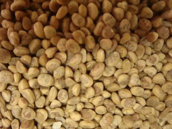 Charoli nuts for jaded appetite - The Economic Times