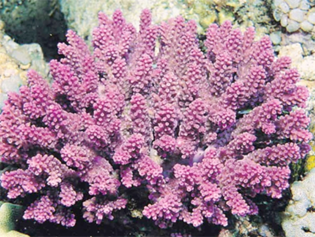 India's first 'Coral Garden' to be set up in Gujarat - The Economic Times