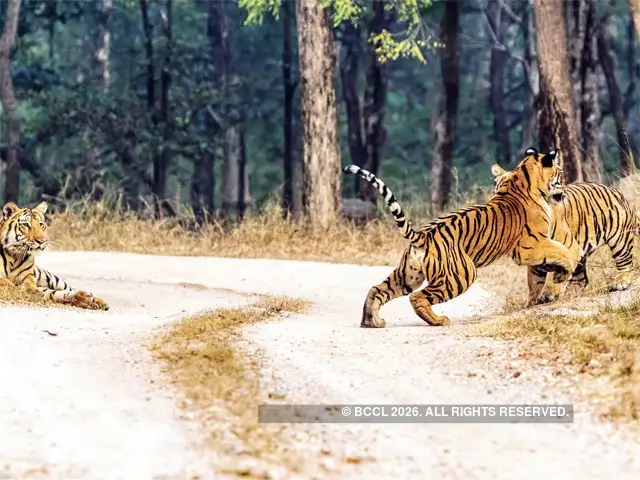 Four tigers together at Pench MP - December 13, 2014 | The Economic Times