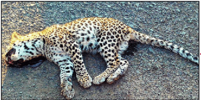 Leopard cub found dead in Amreli