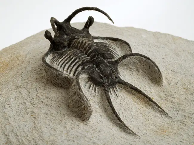 Australian farmer finds 100 million-year-old marine predator fossil ...