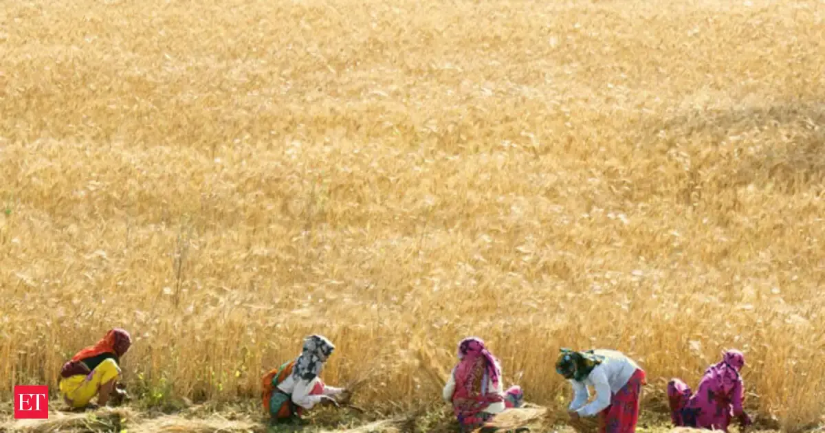 New bajra variety to be released for cultivation in Haryana, Rajasthan ...