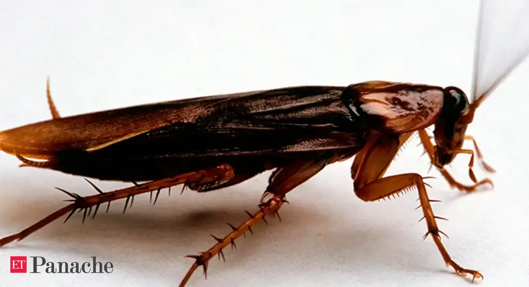 Cockroach from dinosaur era was fearsome night-time hunter - The ...