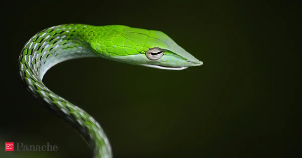 Snakes evolved on land 128 million years ago - The Economic Times