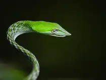 Snakes evolved on land 128 million years ago