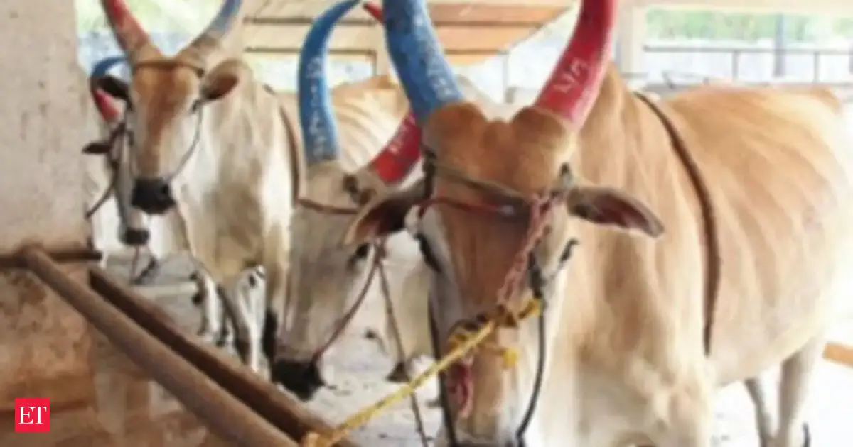 How Chennai's sand mafia trains bulls to carry out smuggling operations ...