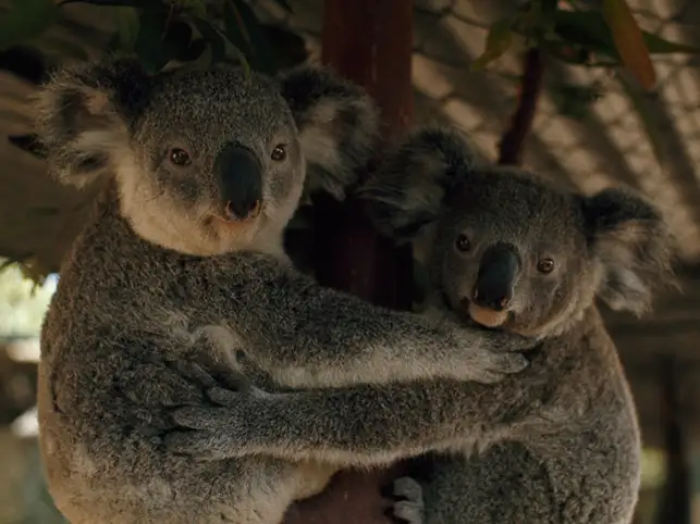 Scientists track love lives of koalas - The Economic Times