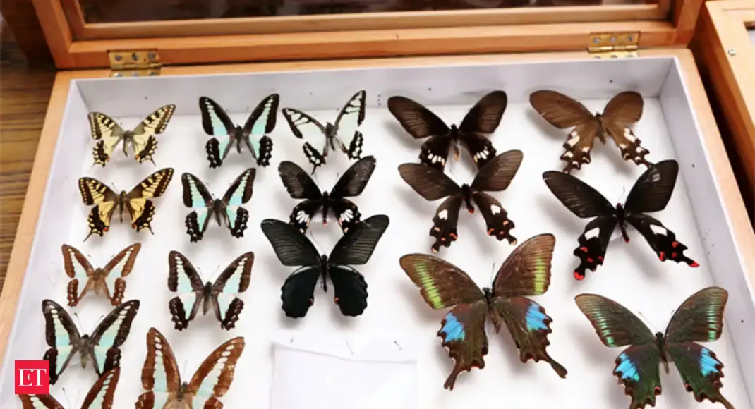 More than 75,000 specimens of 5,000 species - India's first insect ...