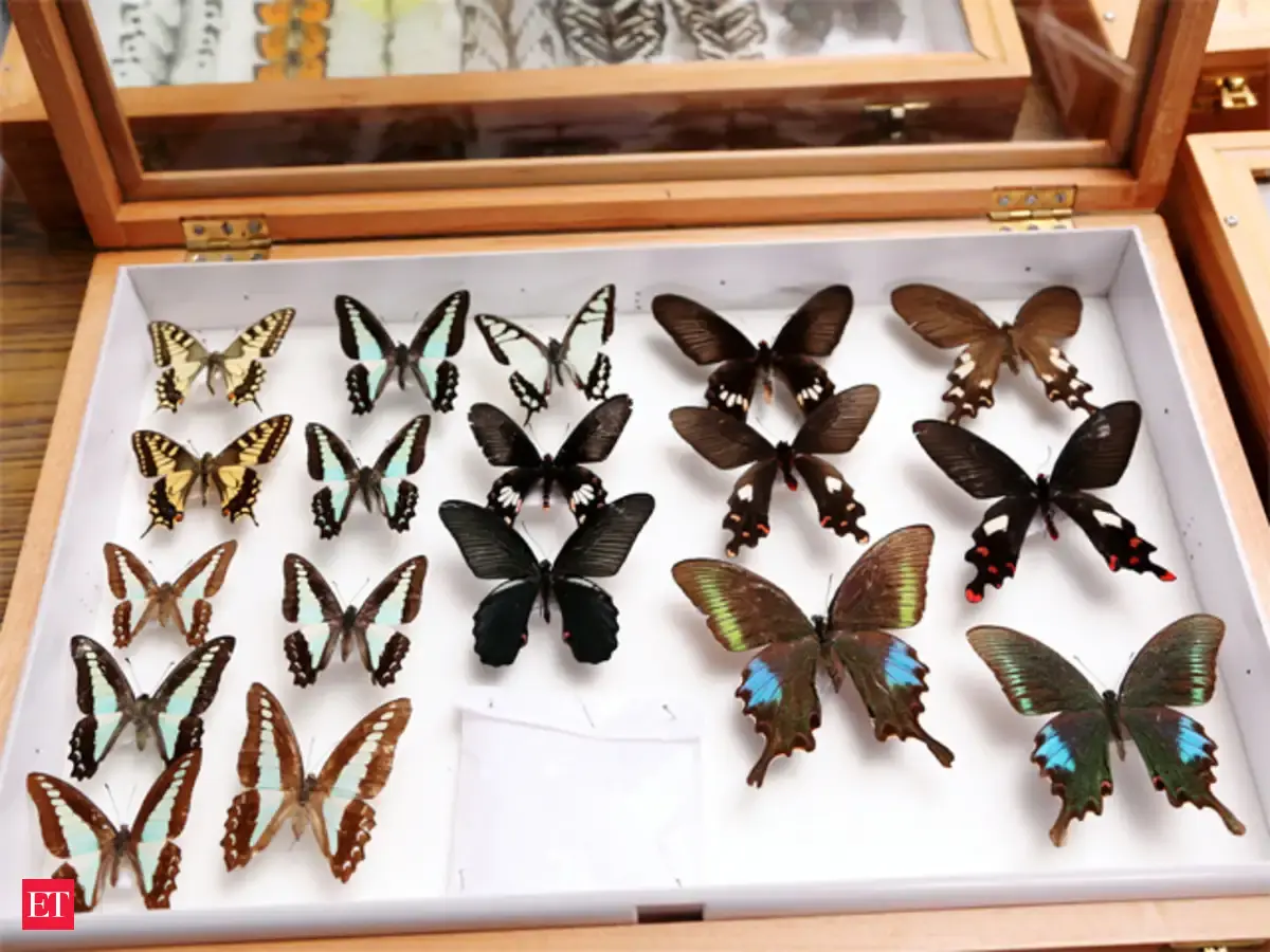 India's first insect museum to open in Coimbatore in 3 months - India's ...