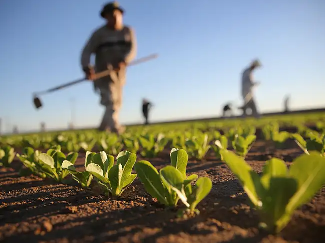 Farming emerged 23,000 years ago in Israel - The Economic Times