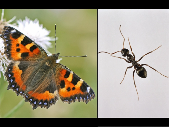 Butterflies, ants battle it out to become UK's favourite insect - The ...