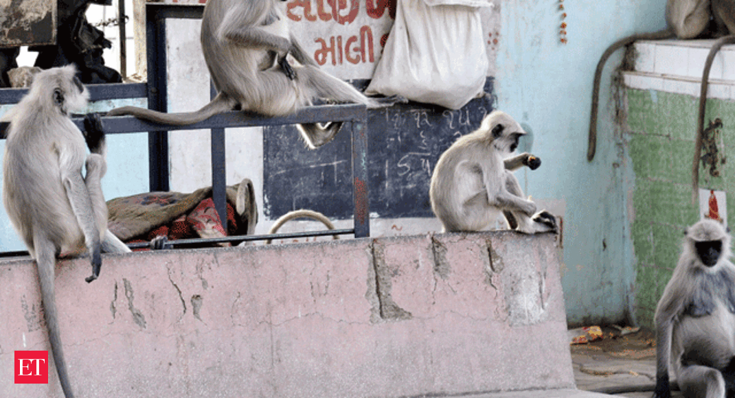 Monkey menace reached 'epic' proportions in the country: CSE report ...