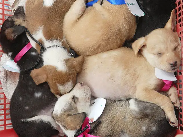 Six tiny puppies escape Mig-21 crash over them in Kashmir - The ...