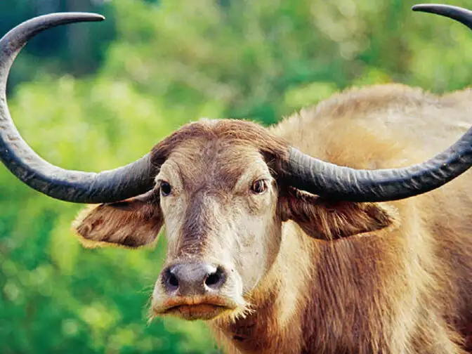 Fate of Wild Water Buffaloes now depends on 13-year-old surviving adult ...