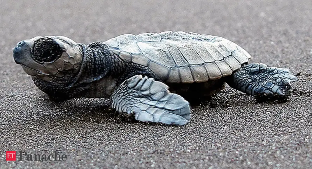 World's oldest fossil sea turtle discovered - The Economic Times