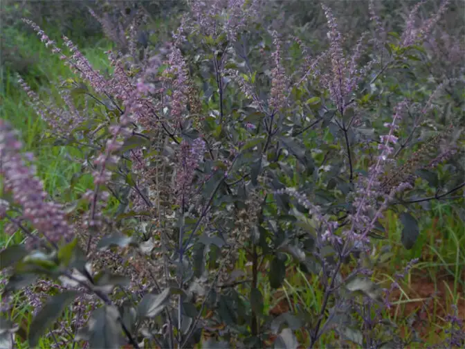 Scientists sequence Tulsi genome for medicinal properties - The ...