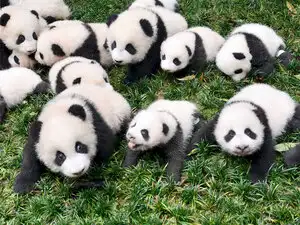 Scientists decode giant panda language in China - The Economic Times