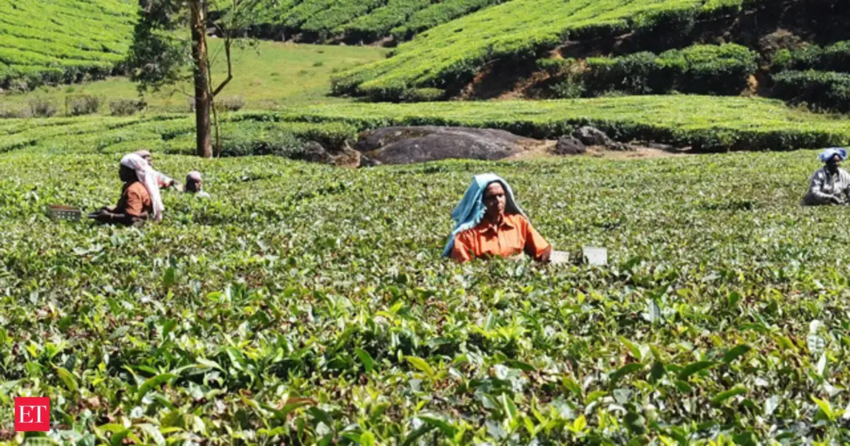 Growth in bank lending to tea sector stagnates - The Economic Times