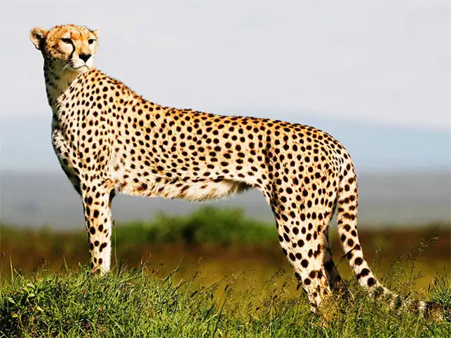 Cheetahs migrated from North America 100,000 years ago - The Economic Times