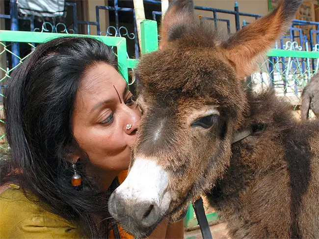 Donkeys find new role as depression therapy animals - The Economic Times