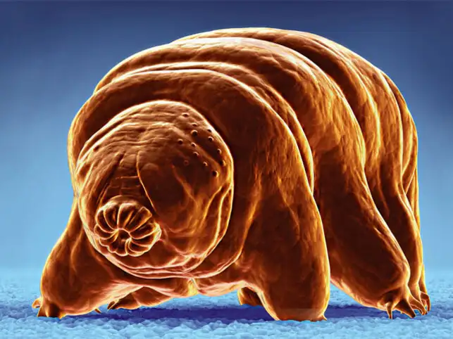 Why tardigrade is making headlines - The Economic Times