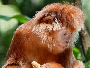 Autism induced in monkeys to develop treatment - The Economic Times