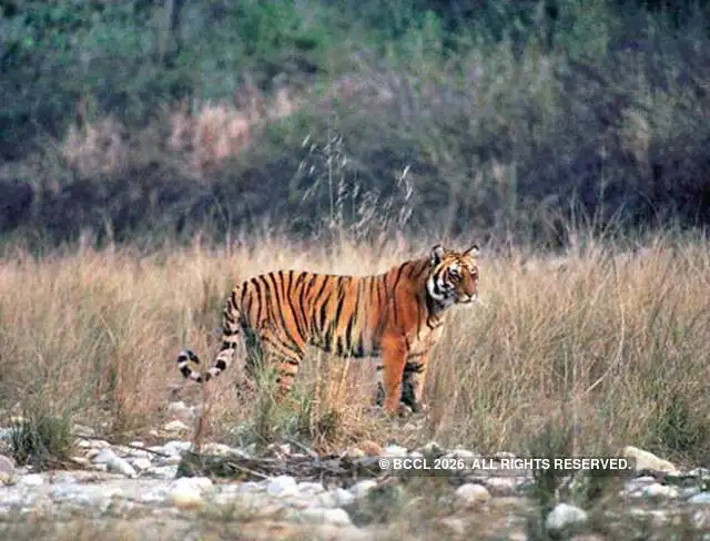 Jim Corbett Tiger Reserve - 5 places where people cross animals paths ...