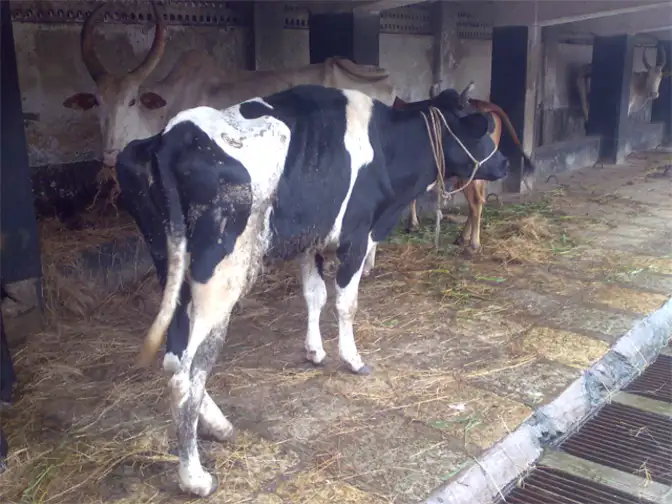 IAS officer Rajeev Gupta roots for cow urine, dung and draught animal ...