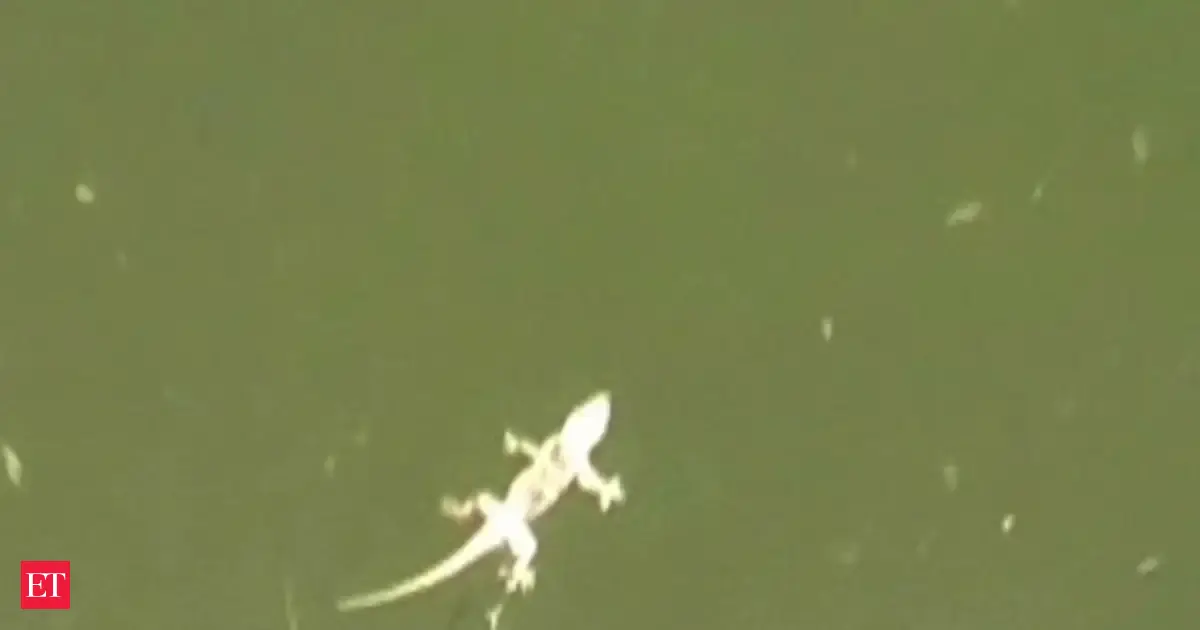 Illegal multi million dollar lizard trade continues in northern West ...