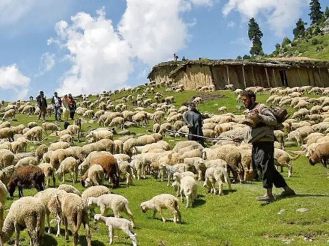 Gujjar-Bakerwal shepherds may return to J&K hills - The Economic Times