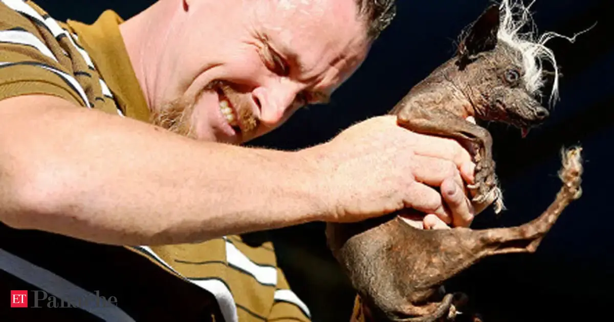 Meet the World's Ugliest Dog - SweePee Rambo! - The Economic Times