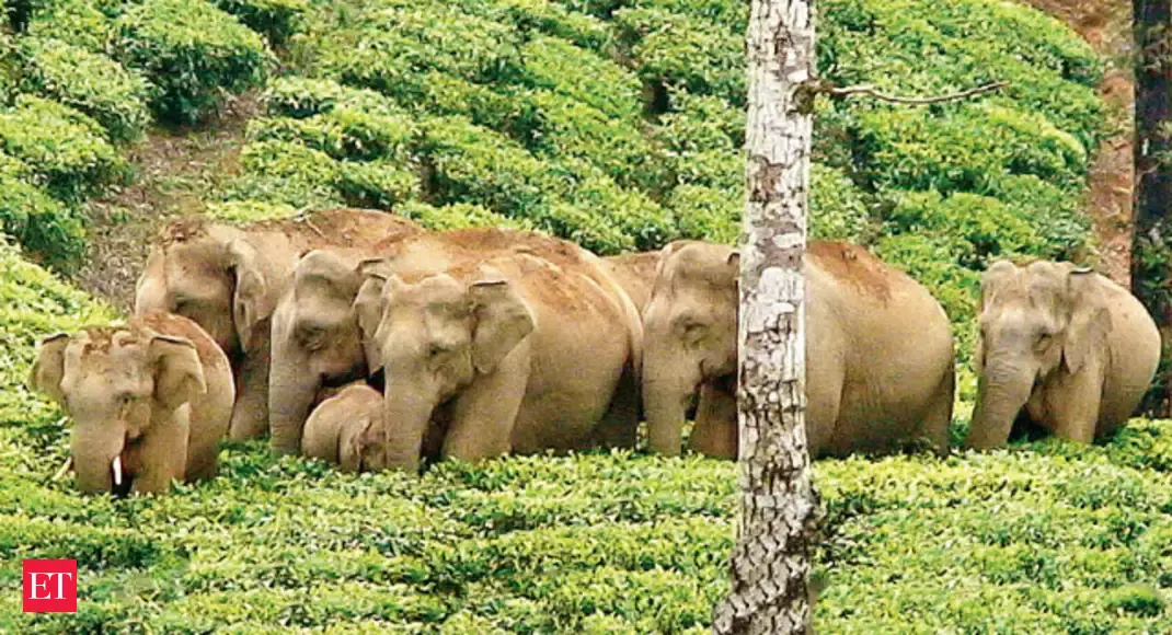elephants: Corridor for elephants: Search for sustainable solution to ...