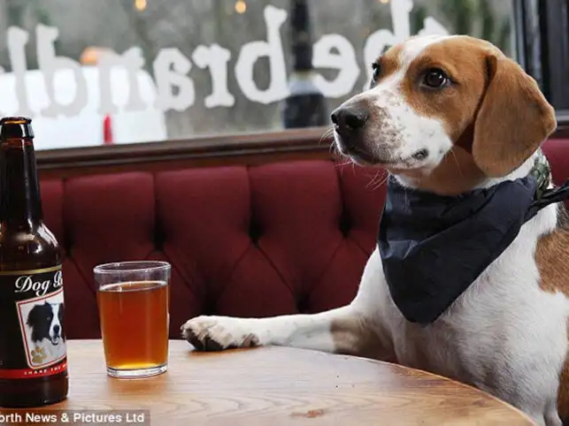 Cheers! Now, dog-wine for your canine companions - The Economic Times