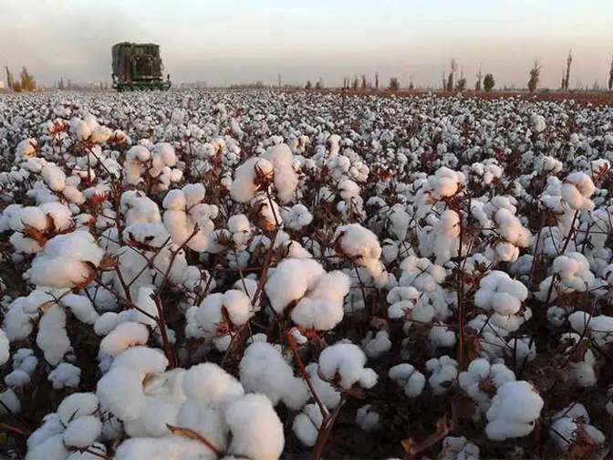 Cotton production to hit seven-year low due to lack of cultivation area ...