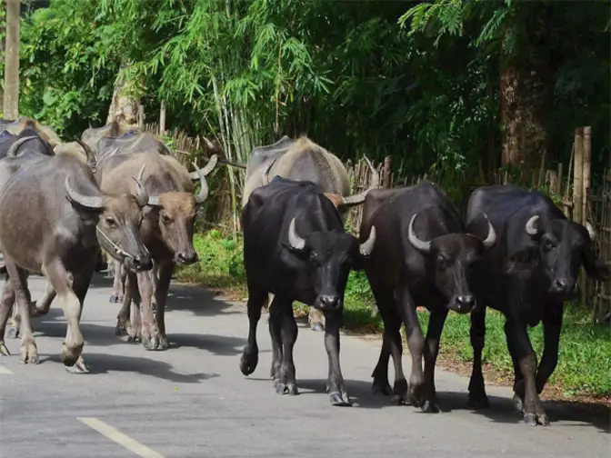India's buffalo exports to touch Rs 40,000 crore in next 5 years - The ...