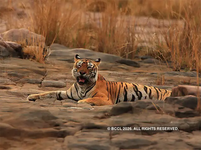 Star attraction of Ranthambore National Park - India's beloved tiger ...
