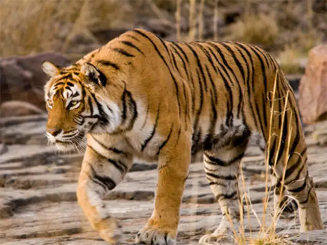 India's beloved tiger Machli dies - India's beloved tiger Machli dies ...