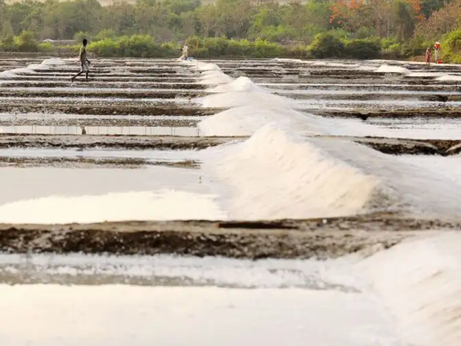 DIPP looks at transferring salt pan lands to states, PSUs - The ...