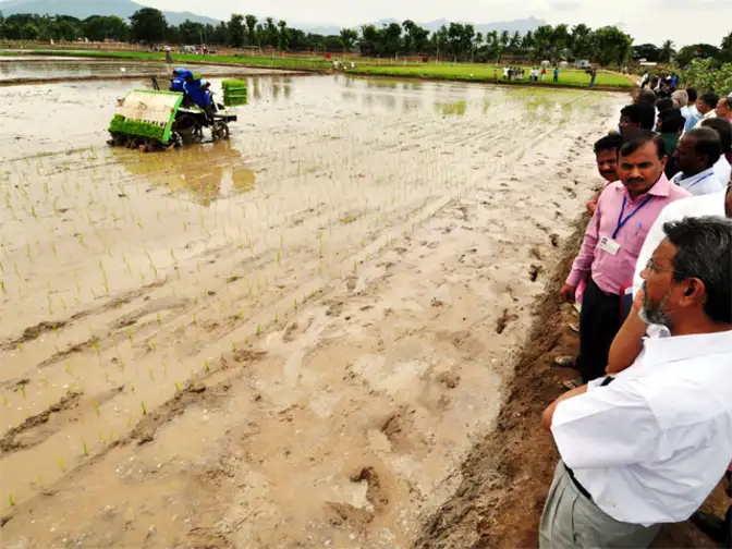 Rice farming in India much older than thought: Study - The Economic Times