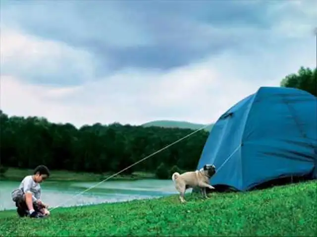 Why everyone turned their TVs on to watch this pug - Behind the scenes ...