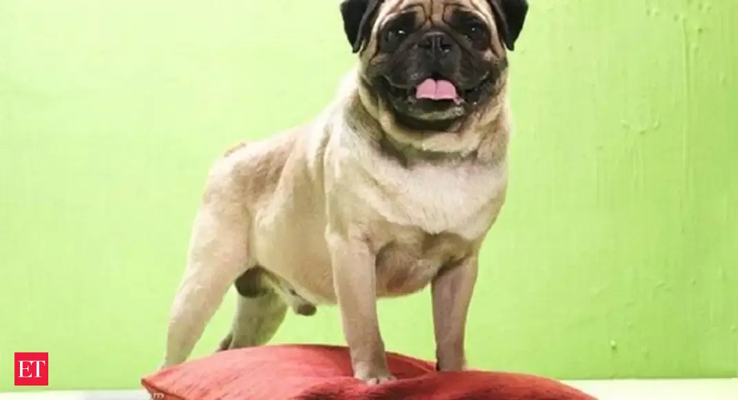 One battle won - Why everyone turned their TVs on to watch this pug ...