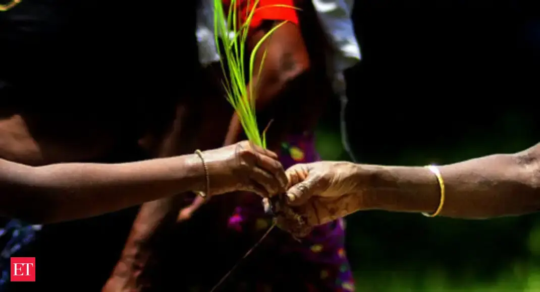 Honda rice - The rice that saved the world | The Economic Times