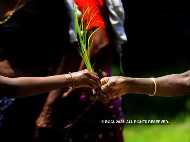 The rice that saved the world - Meet IR8 | The Economic Times