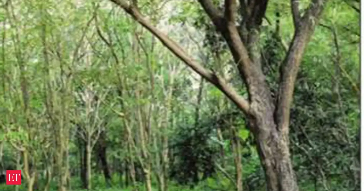 Farmers can now grow and harvest trees in 128 taluks of Karnataka - The ...