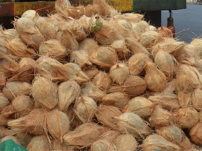 coconut: Coconut product exports see 50% surge - The Economic Times