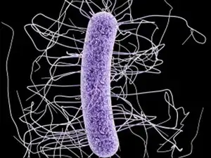 'Superbug from India resistant to all available antibiotics' - The ...