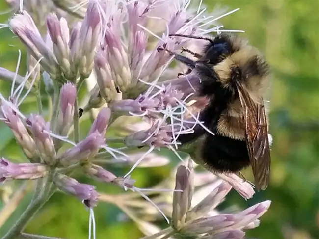 Making a beeline for new skills - The Economic Times