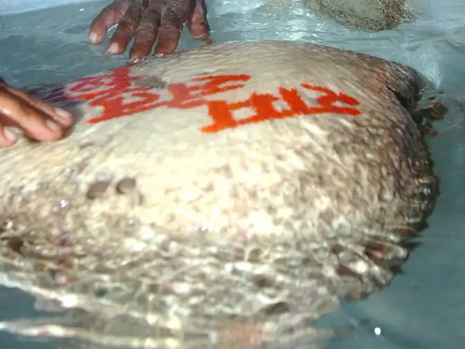 Ram Setu: Indian Council of Historical Research to find out nature of ...